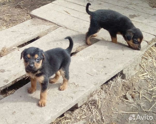 Продаются щенки