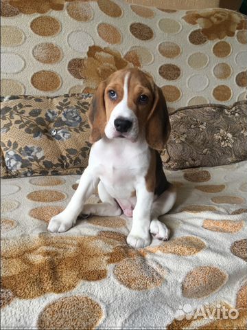 Продаётся щенок бигля