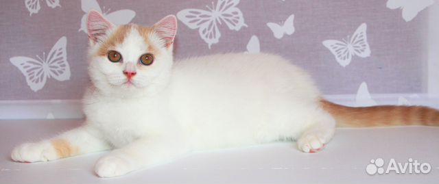Британский котик