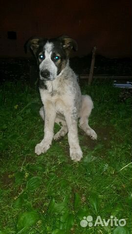 Щенок метис алабая мальчик, 3,5мес,привит,здоров