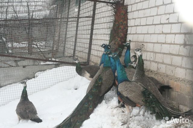 Декоративная птица