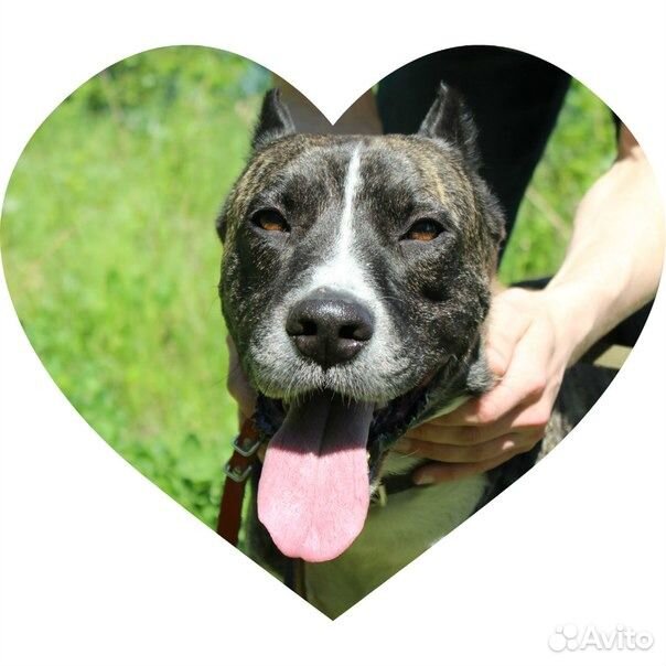 Отдам в заботливые руки