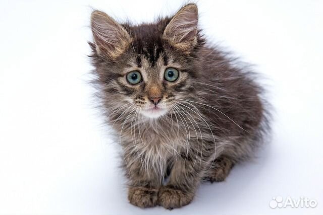 Полосатая девочка котенок в дар