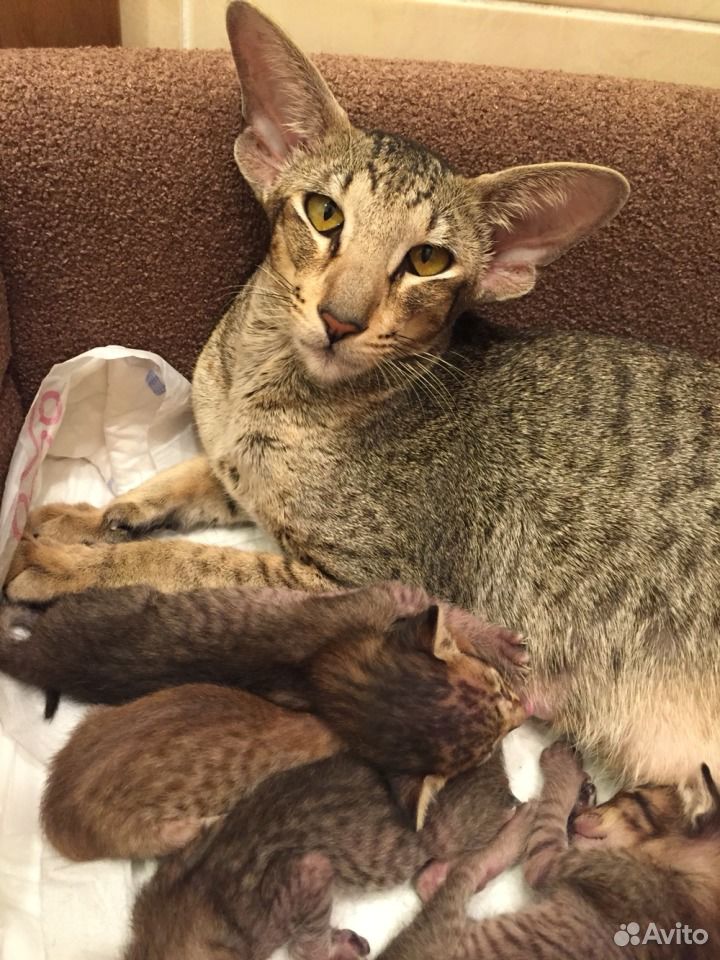 Ориентальные котята :)