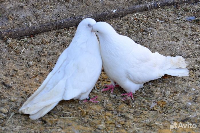 Белоснежные голуби на свадьбу, на выпускной