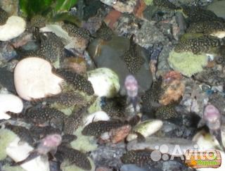 Сомики анцитруссы