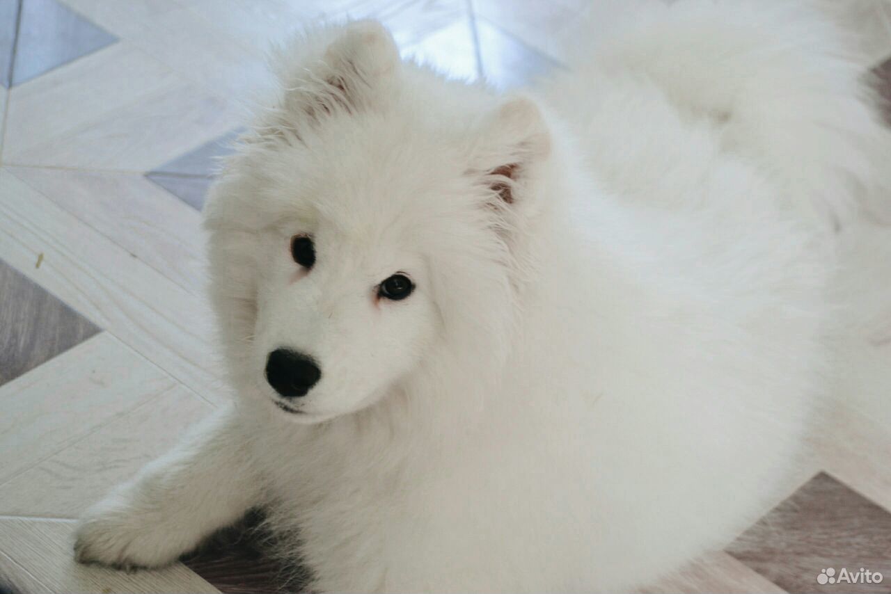 Щенок