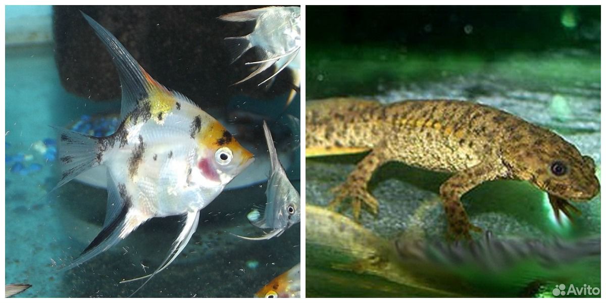 Тритон и скалярия кои