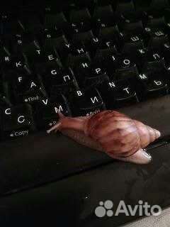 Улитки Ахатины