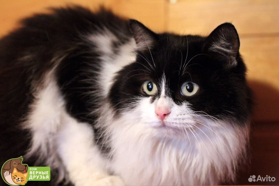 Кошка Николь ищет дом