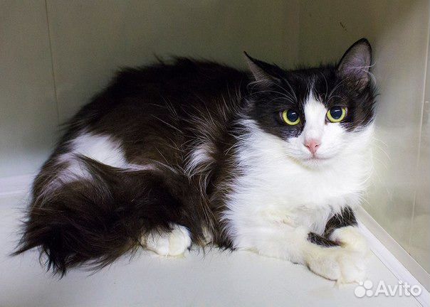 Кошечка Веста ищет дом