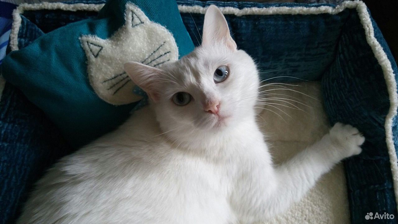 Кошка белая