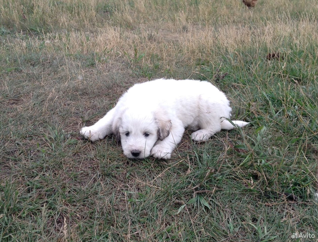 Южнорусская овчарка