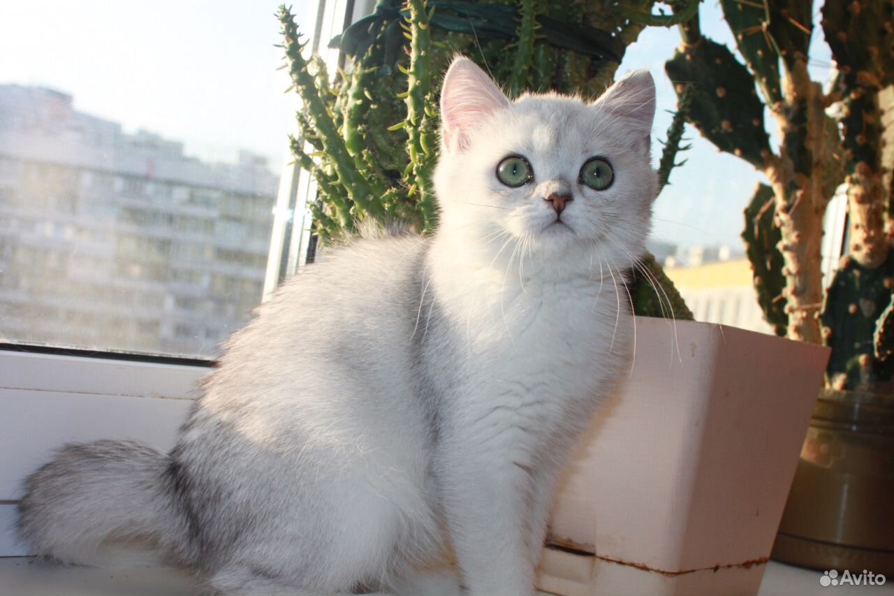 Британская Снегурочка