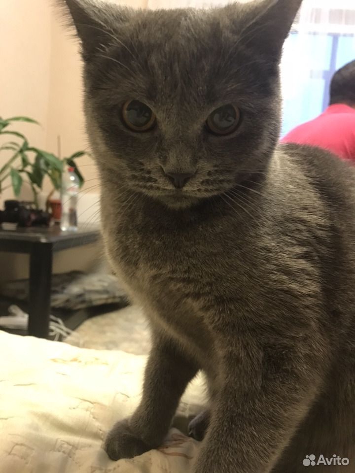Британская кошка ждёт котика на вязку
