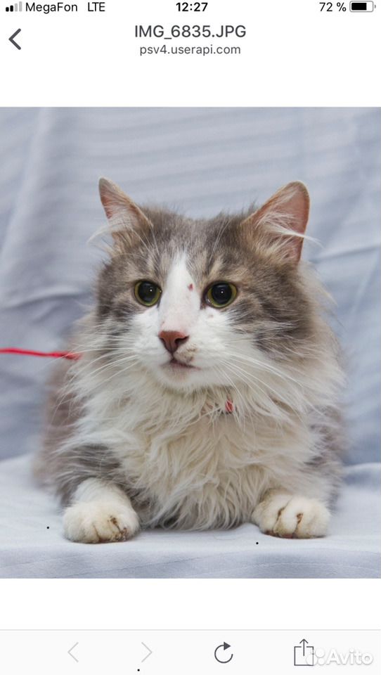 Котик Пирожок