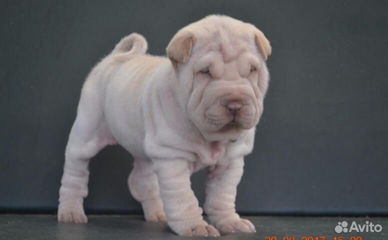 Щеночки шарпея для души