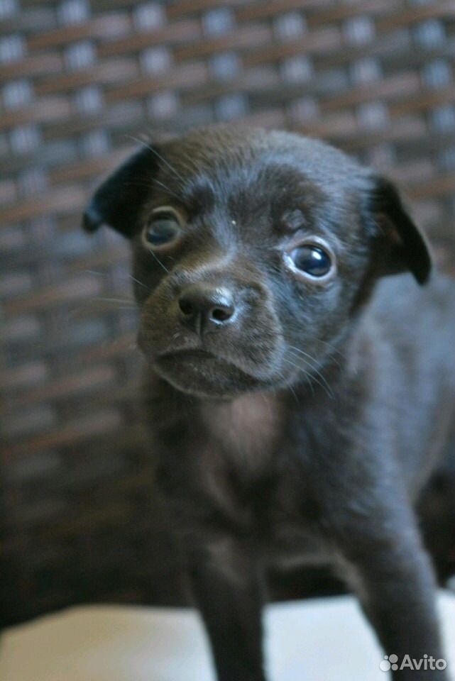 Чудо пуховочки ксоло мини