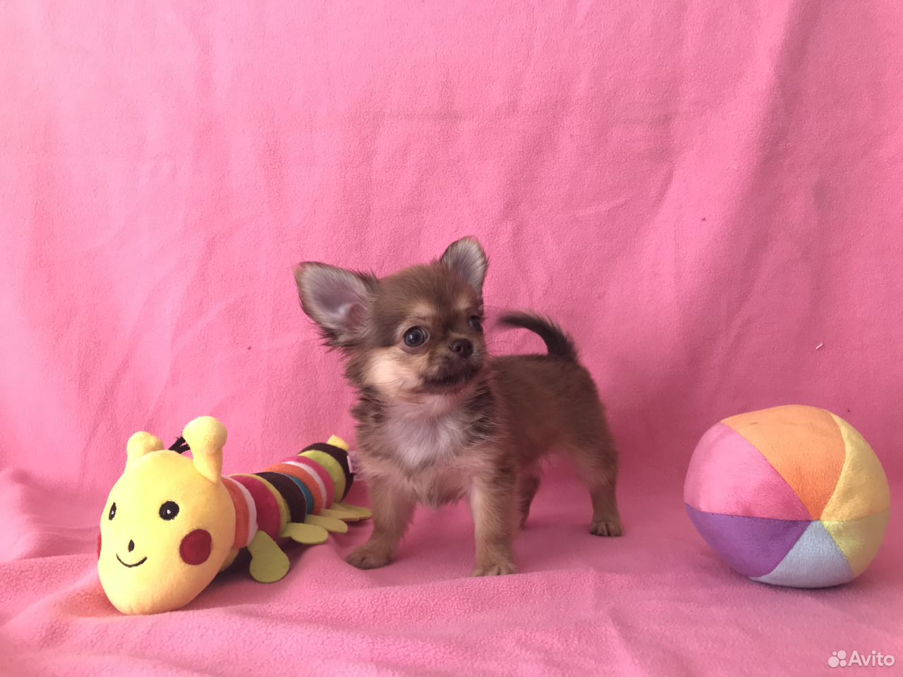 Девочка- миничка