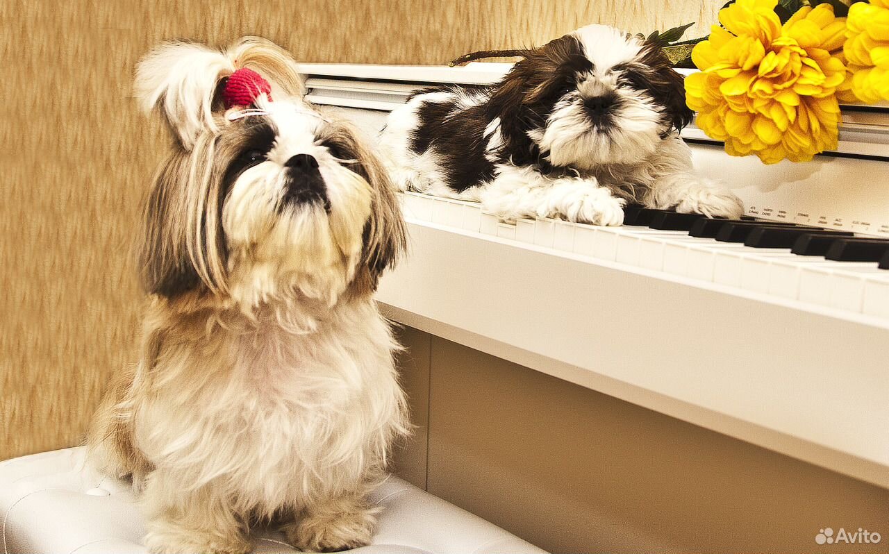 Девочки и мальчики ши-тцу красотули