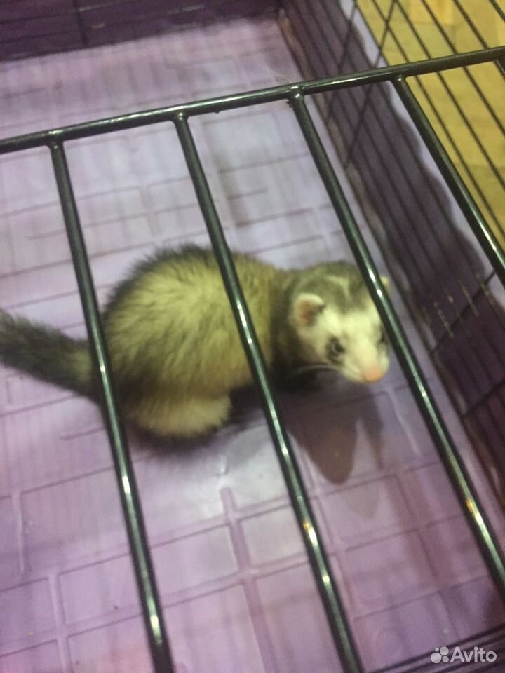 Хорек