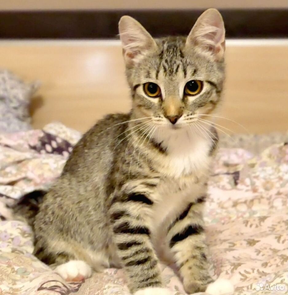 Отдам в добрые руки коненка