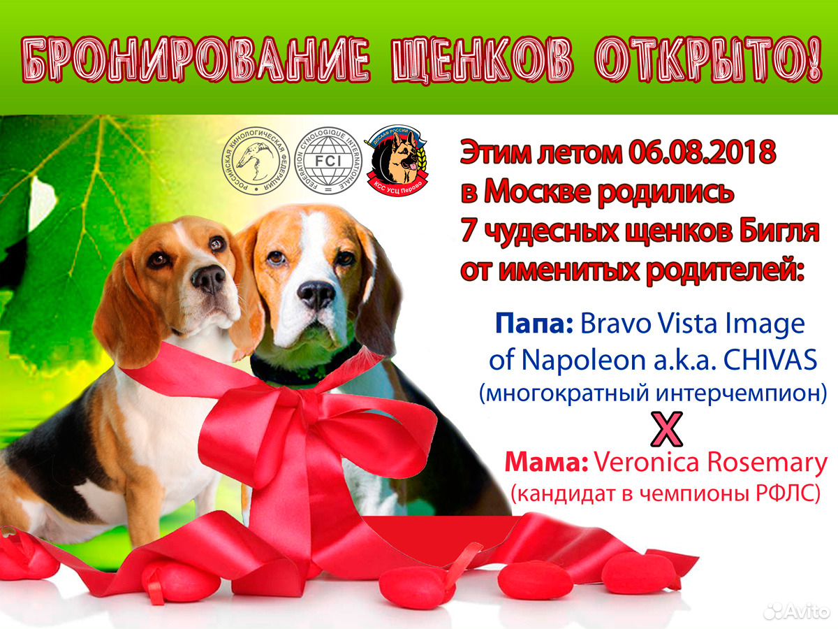 Щенки Бигля. Шоу-класс. Питомник РКФ г. Москва