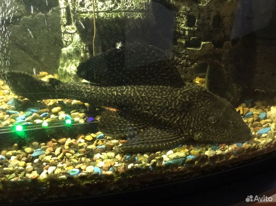 Продам/отдам сома птеригоплихта