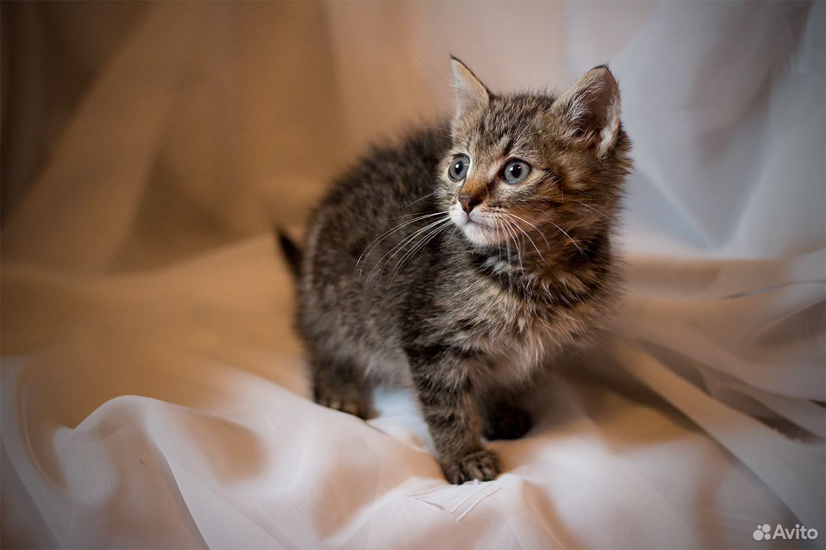 Котенок 3 мес в добрые руки