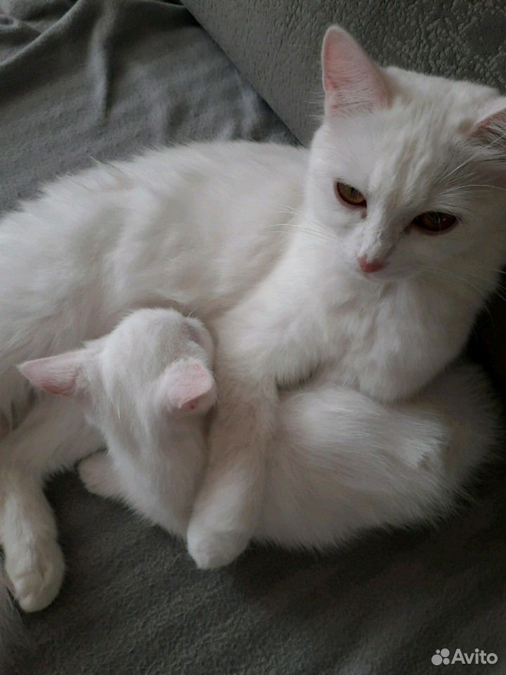 Британский котёнок
