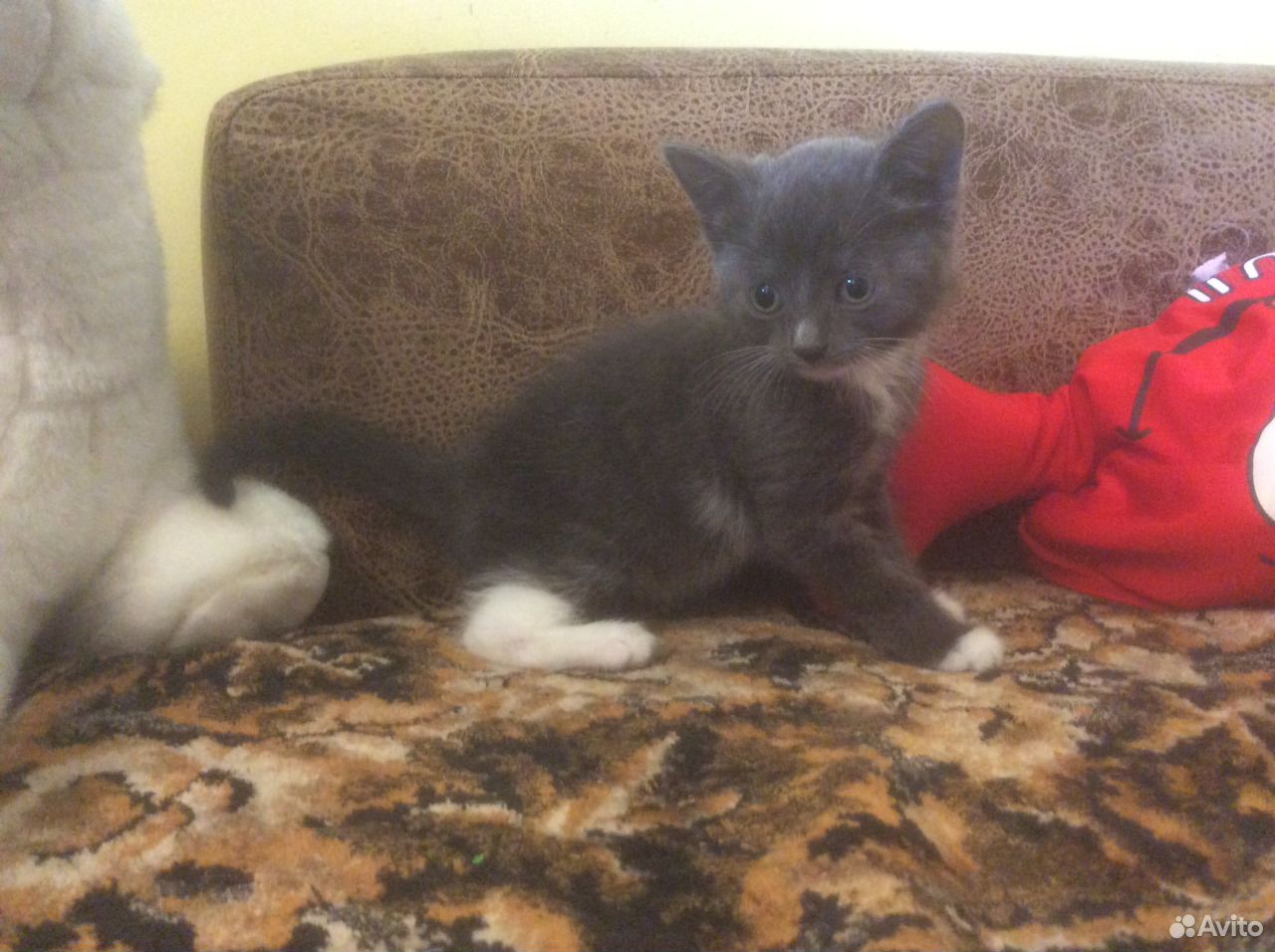 Пуговка Дымочка в добрые ручки