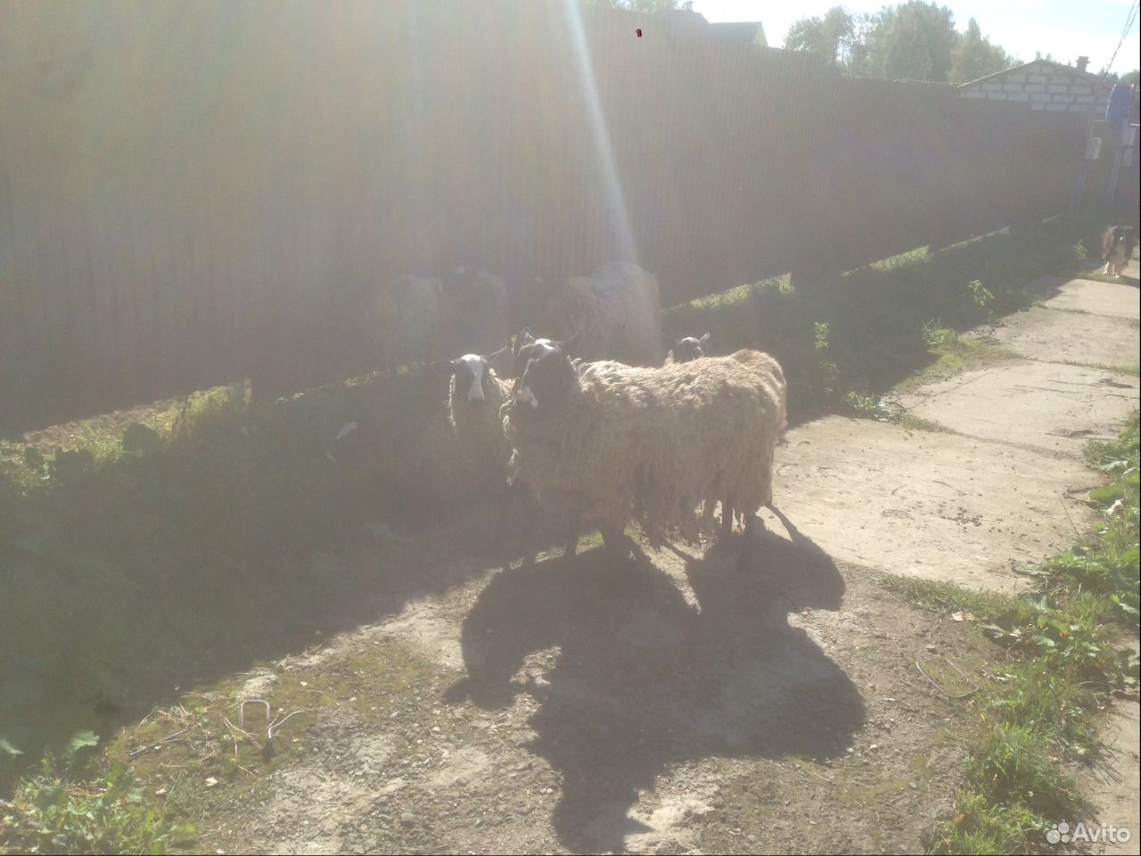 Овцы романовские