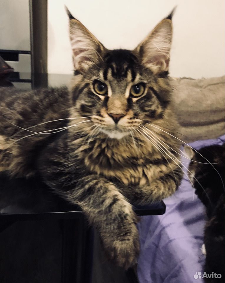 Шикарный кот мейн-кун