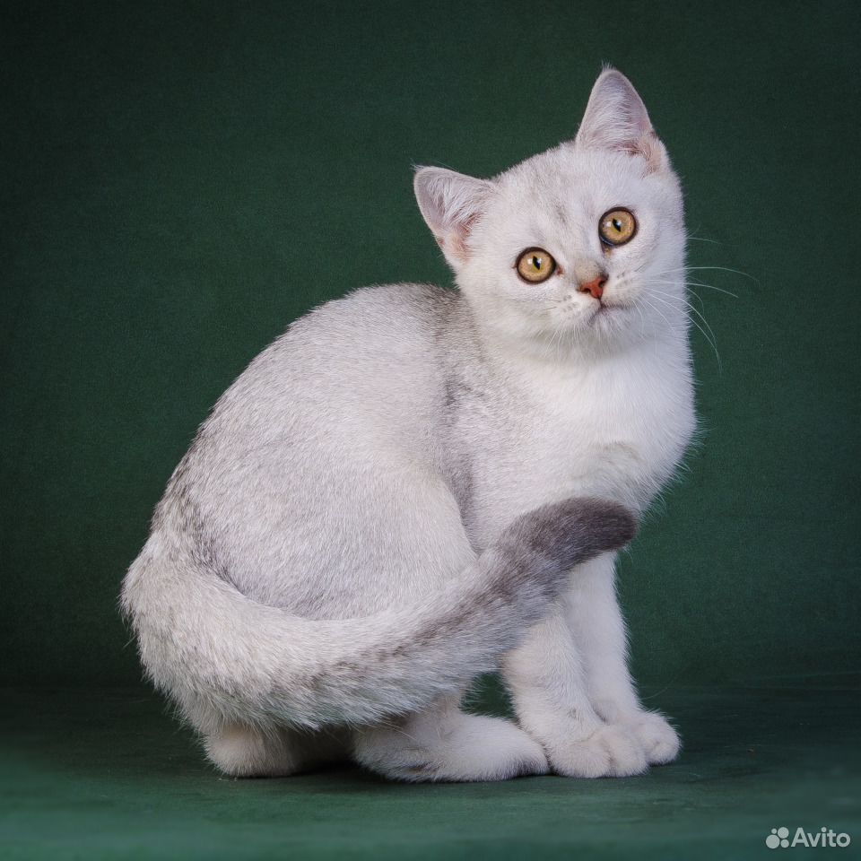 Серебро из Британии