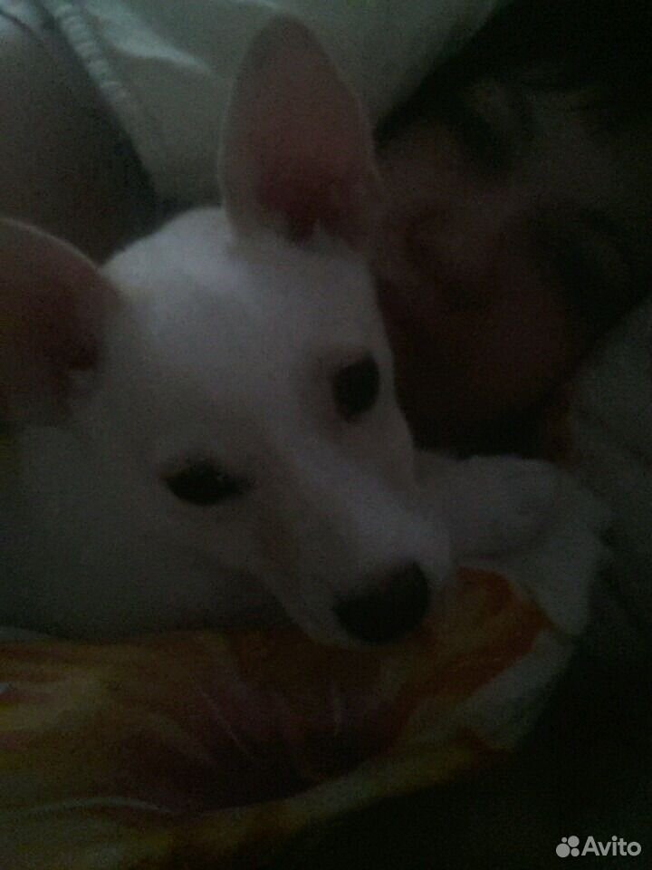 Маленькая собака