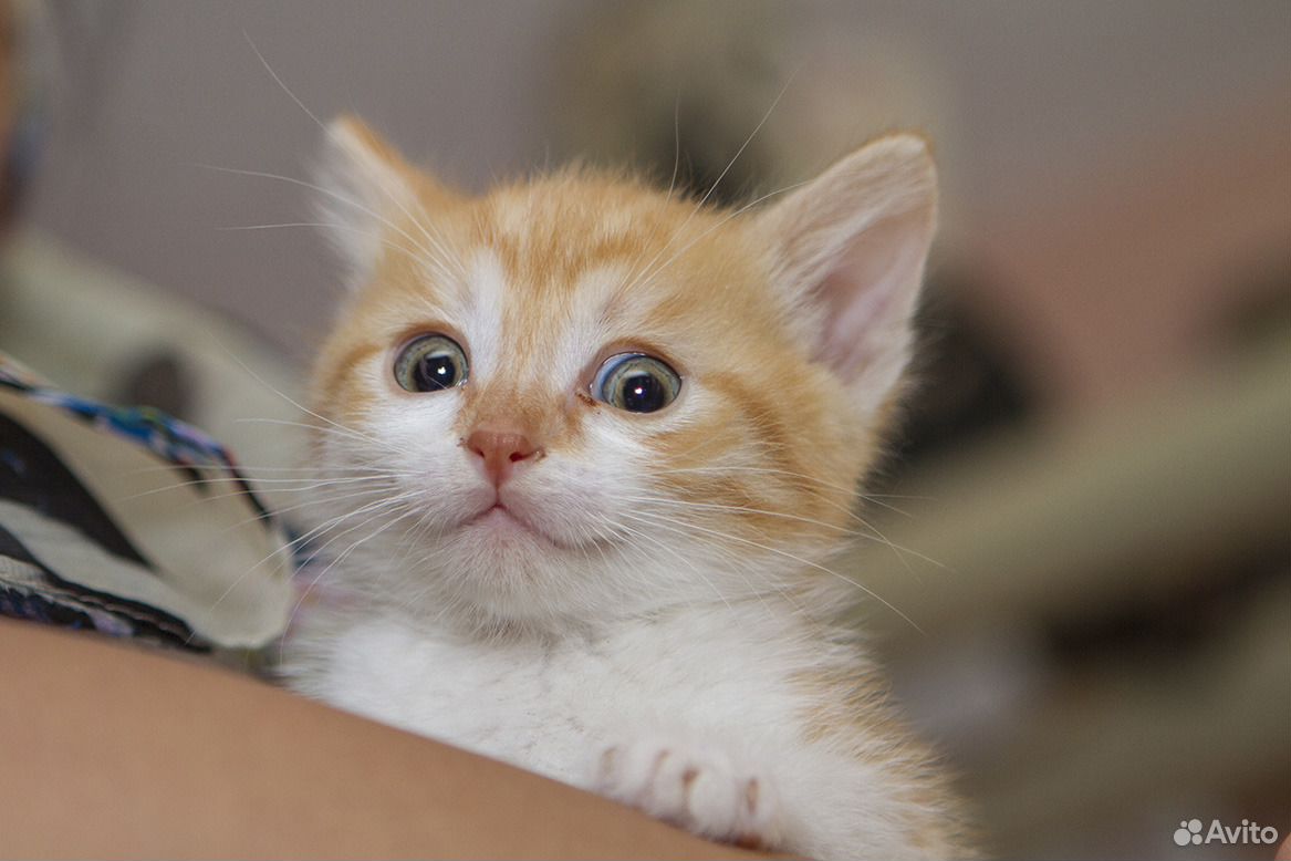 Котята ищут дом