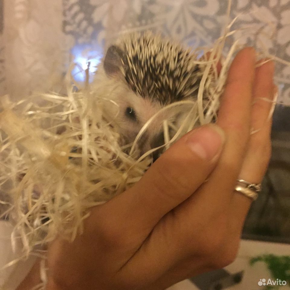 Африканский ежик