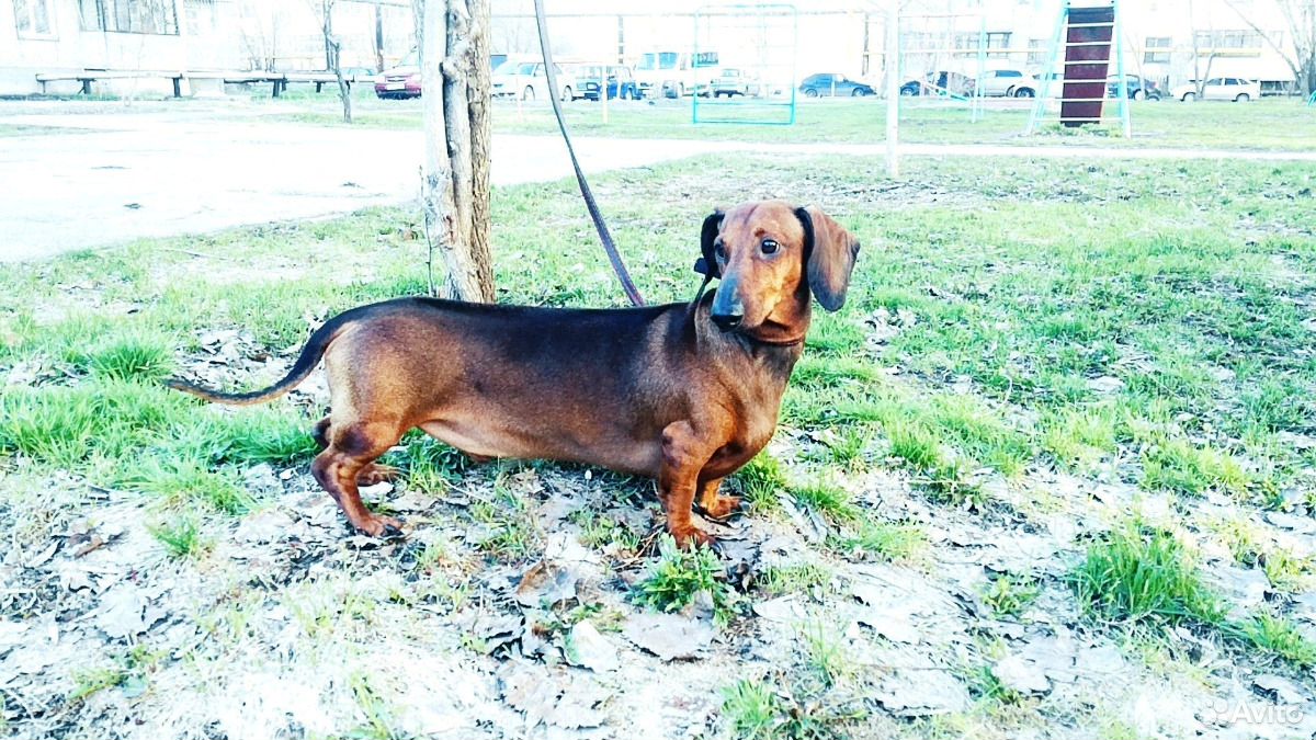 Такса-вязка