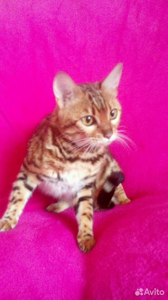 Котятки бенгалы