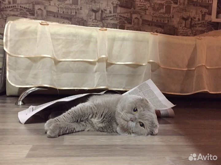 Вязка кота