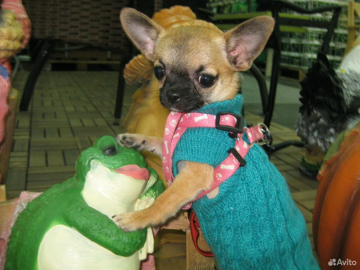 Вязка Чихуахуа