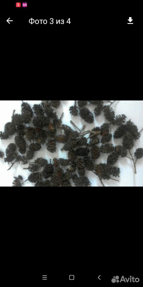 Шишки ольхи