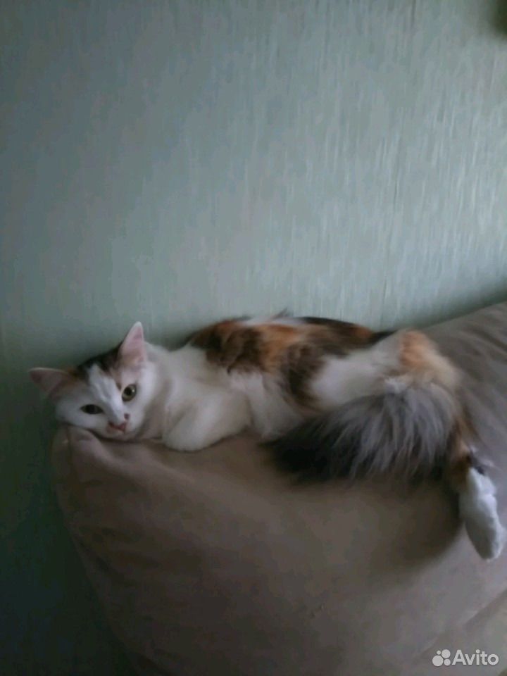 Кошечка Эва