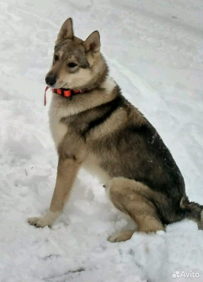 Лайка