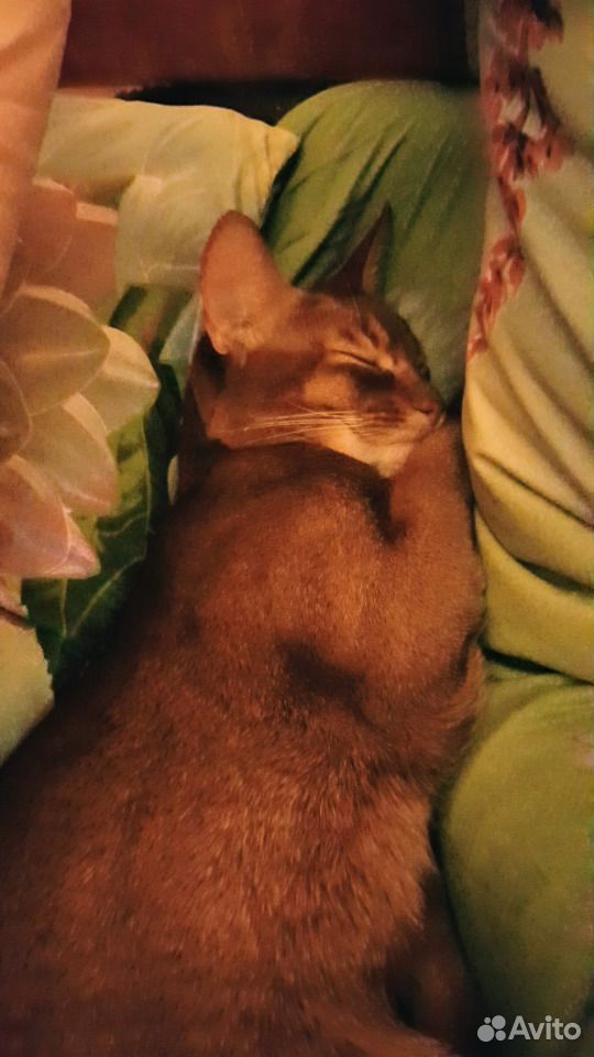 Аби котик цвет соррель для вязки