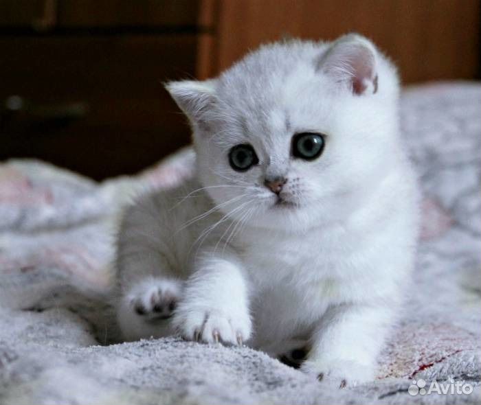 Котёнок серебристой шиншиллы