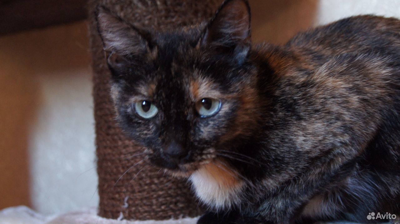 Кошка Матрешка