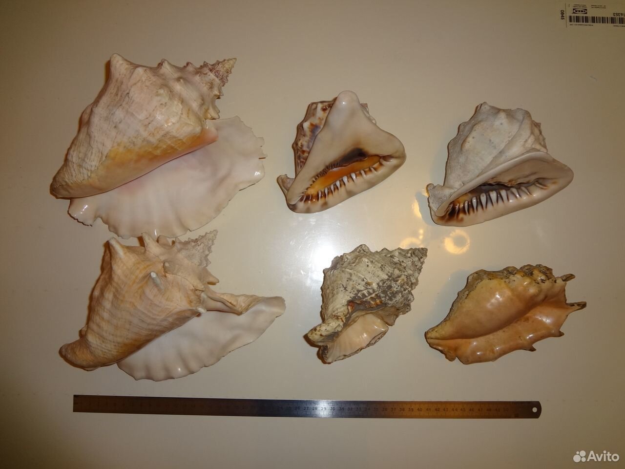 Коллекция морских раковин