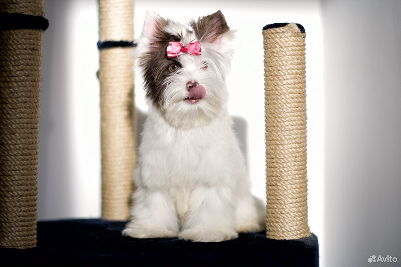 Бивер-биро-шоколадные йорки мини и стандарт