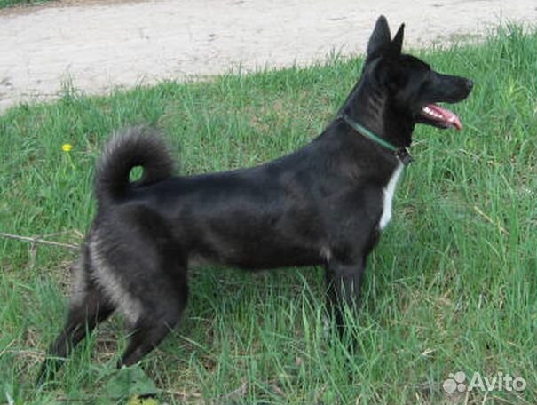 Грациозная "жизель" в добрые руки)